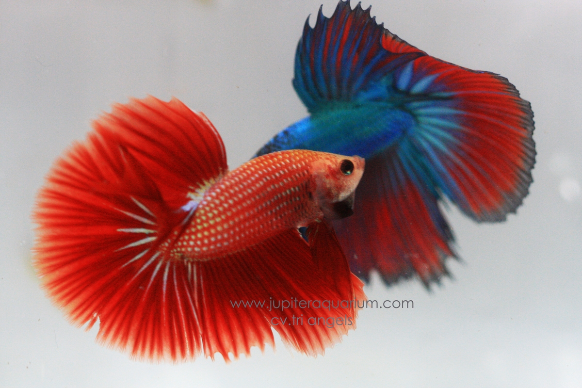 Betta/fighting fish | PT JUPITER INDONESIA