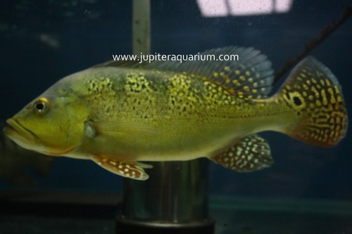 Cichlid | PT JUPITER INDONESIA