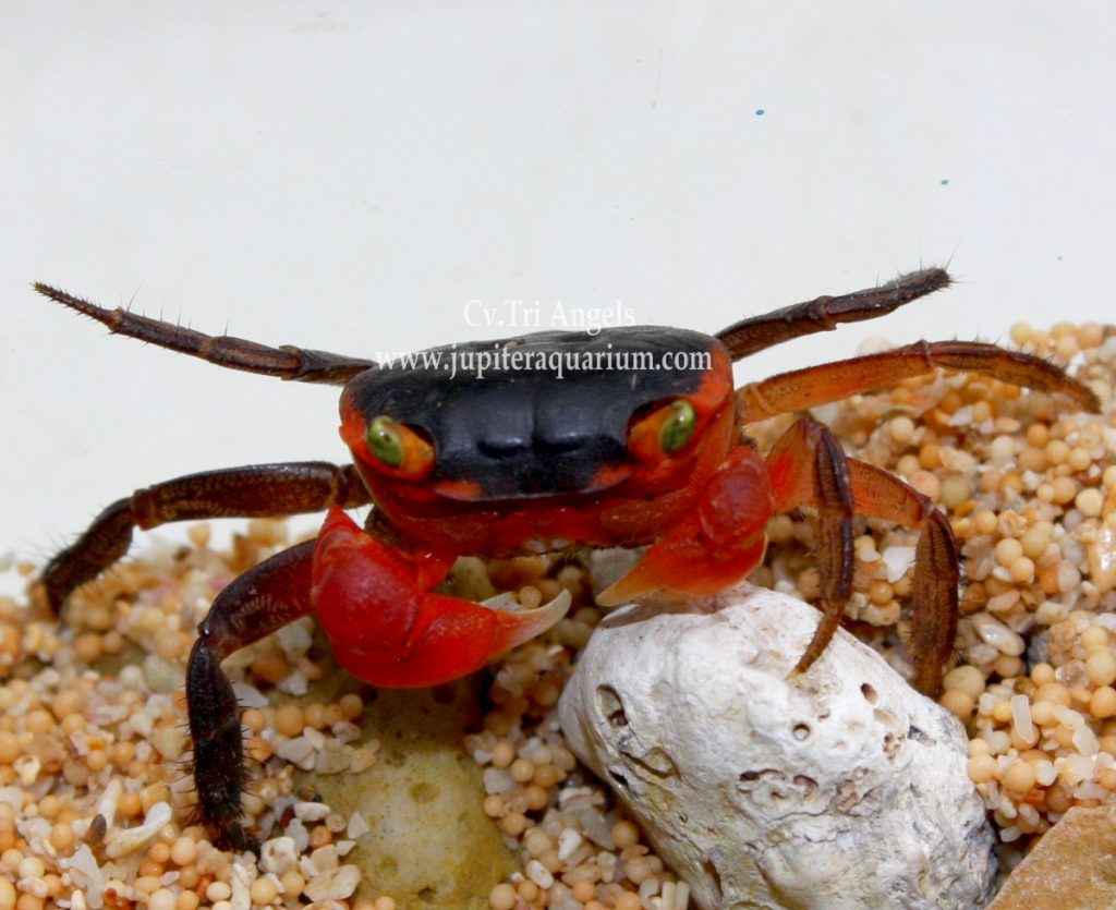 Crab | PT JUPITER INDONESIA