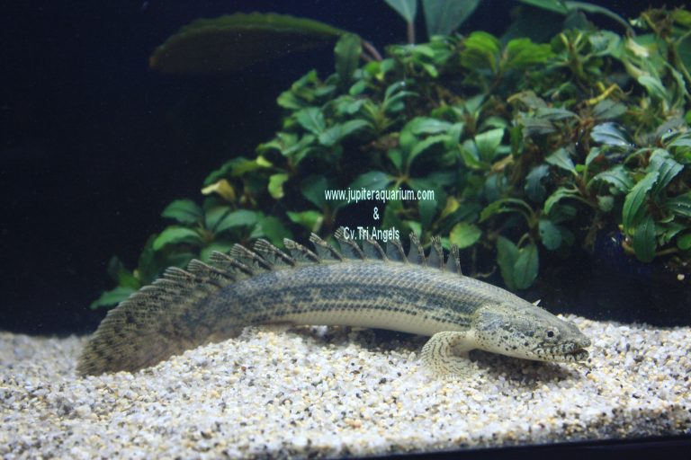 Bichiris | PT JUPITER INDONESIA