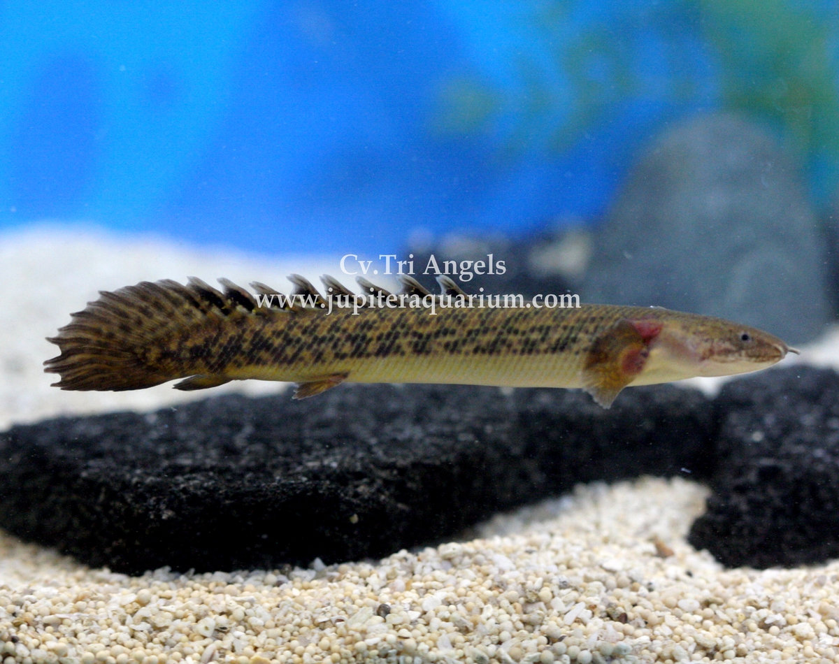 Bichiris | PT JUPITER INDONESIA